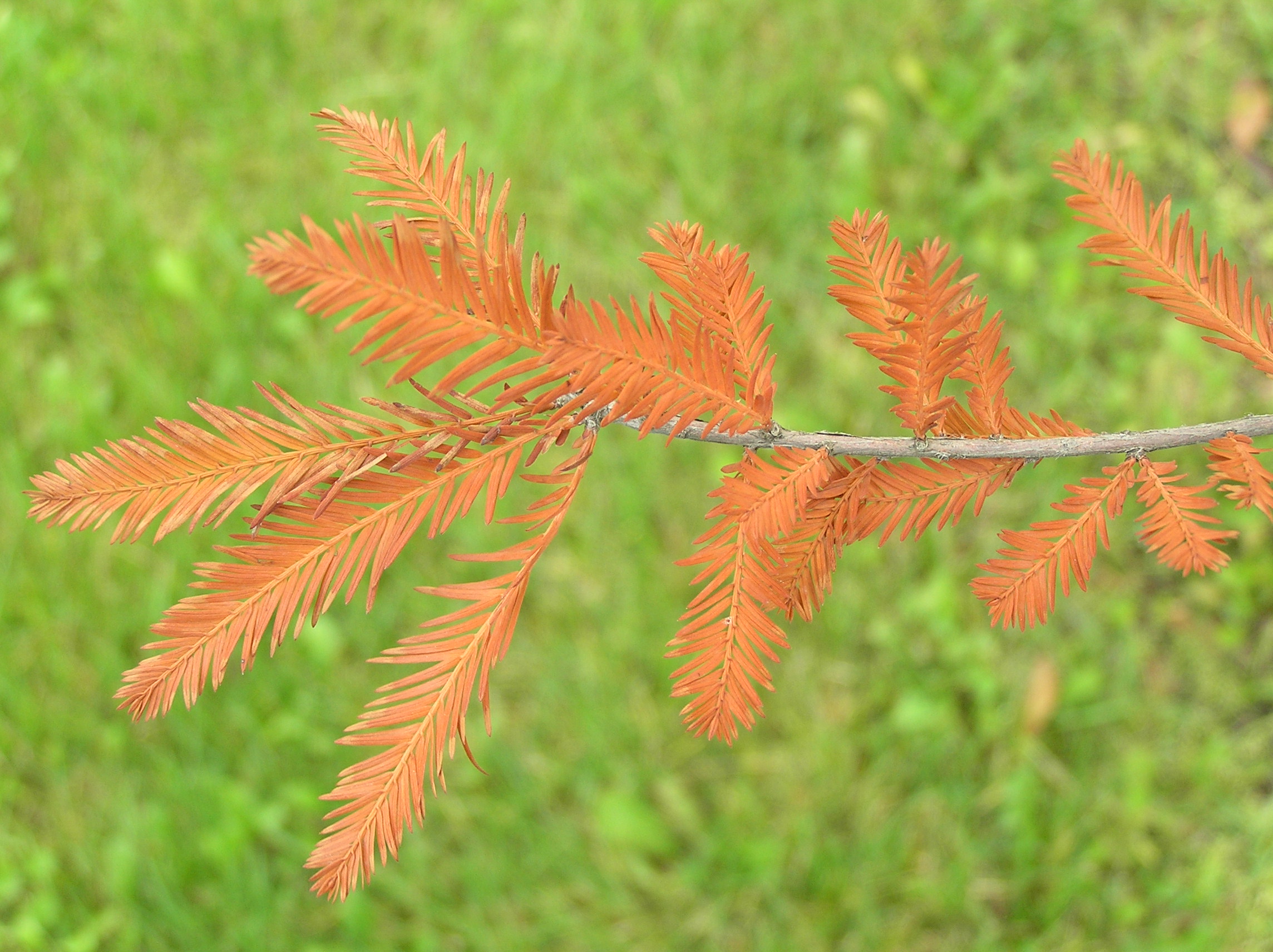 Native Trees Of Indiana River Walk